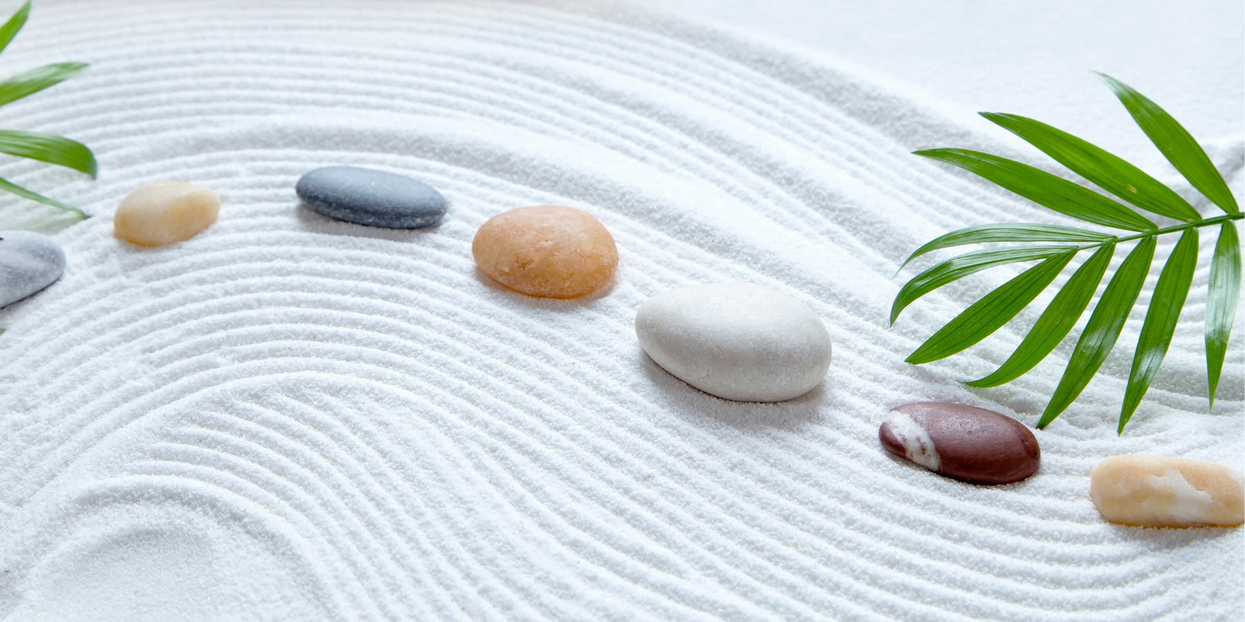 Teas and Herbs for Health & Wellness | What's Your Zen – What's your zen